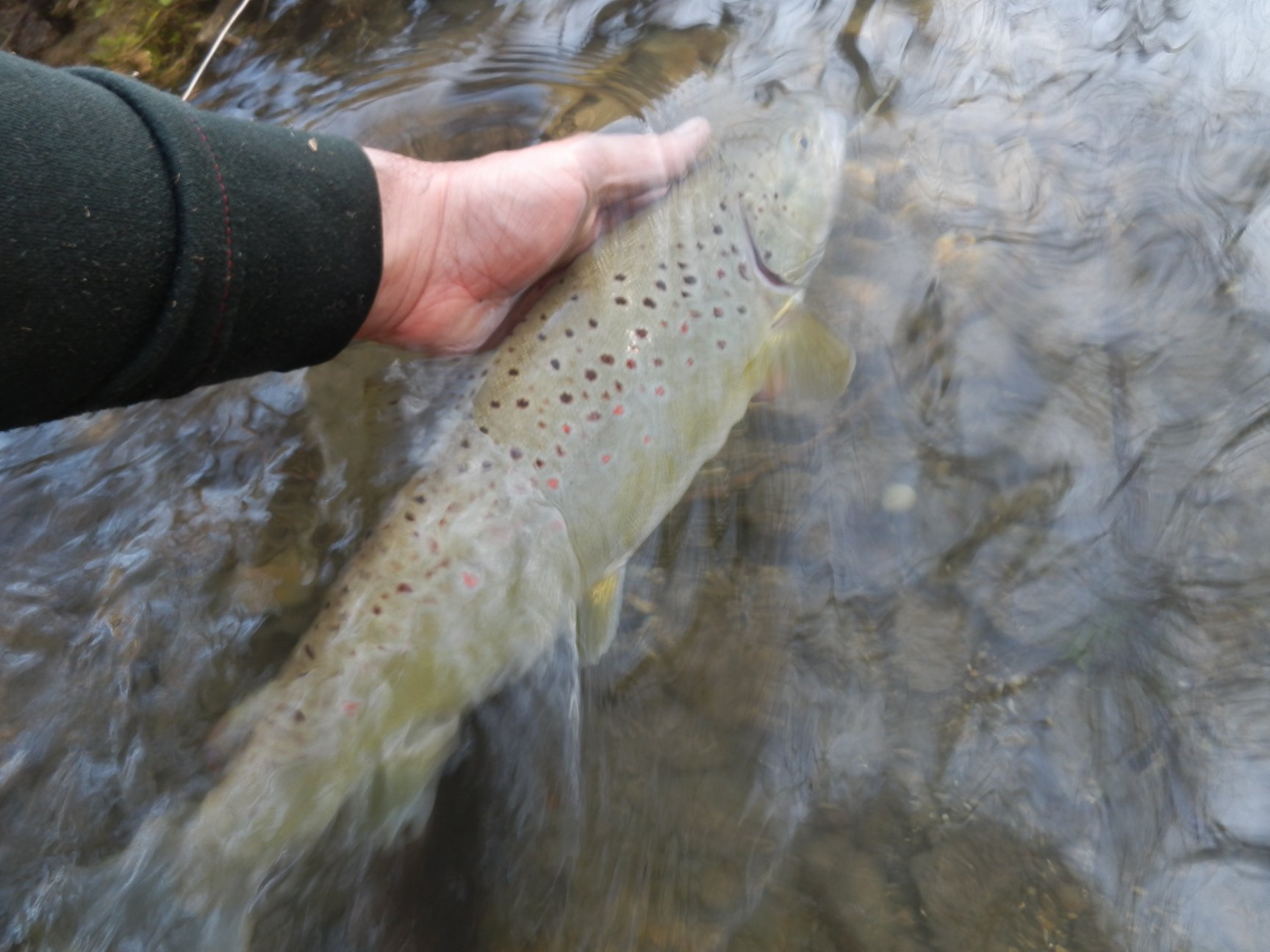 Pêche : empoissonnement de 100 kg de truites fario – Longchamp-sur-Aujon